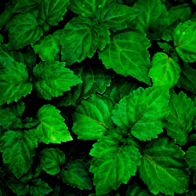 The Magic of Ambergris: Four Exceptional Perfumes Unveiled | parfumexquis