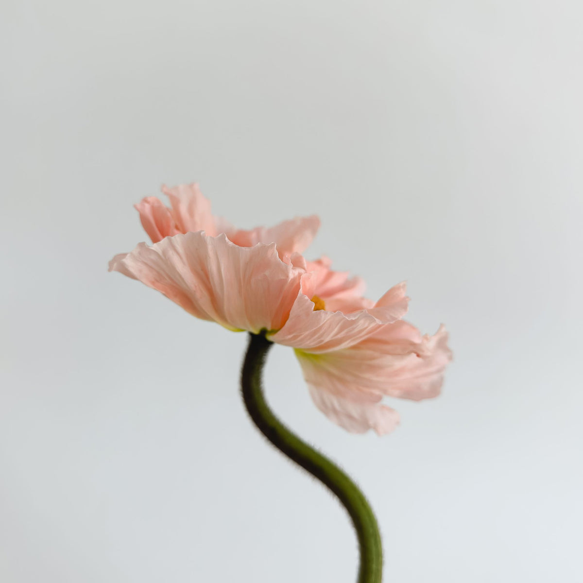 Tom Ford Bitter Peach Review: Seductive Summery Elegance | parfumexquis